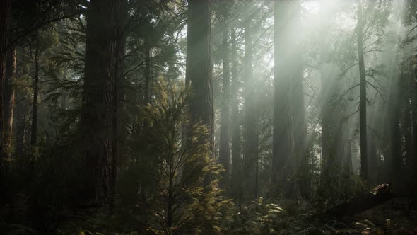 Sequoia National Park Under the Fog Mist Clouds, Motion Graphics ...