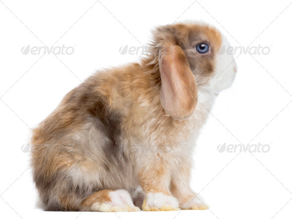 Miniature Lop White
