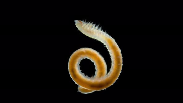 Worm Family Spionidae Under a Microscope Class Polychaeta Possibly the ...