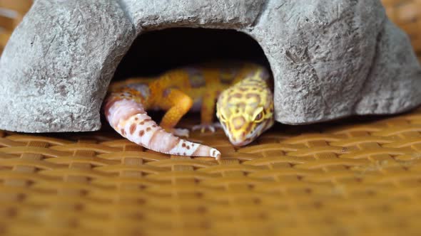 Leopard gecko hiding, Stock Footage | VideoHive