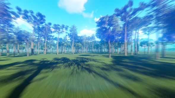 Forest Motion, Motion Graphics | VideoHive