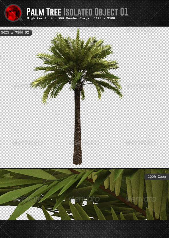 Palm Tree Isolated Object by AbelLangbid | GraphicRiver