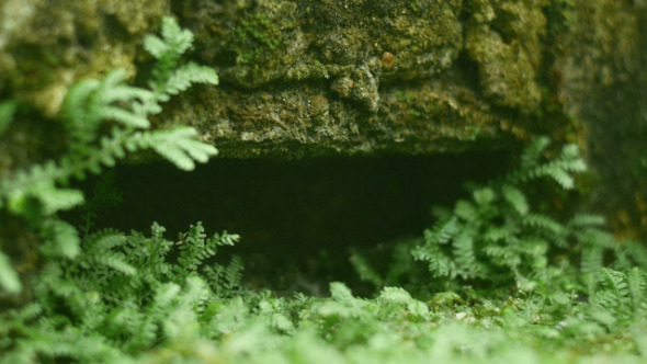 Macro Forest, Stock Footage | VideoHive