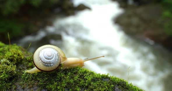 Snail Walks on Moss in monsoon with the background of waterfall in ...