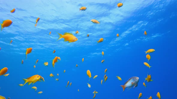 Blue Water background and Tropical Fish, Stock Footage | VideoHive