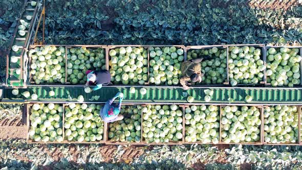 Agricultural Workers are Sorting Cabbage in Combine Containers, Stock ...