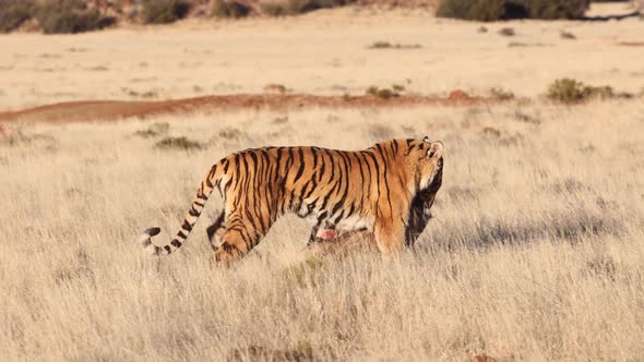 Bengal Tiger drags bleeding warthog across savanna during golden hour ...