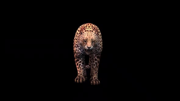Cheetah Front View Loop Walk, Motion Graphics | VideoHive