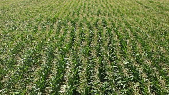 Aerial View Corn Field Background by FootageStock | VideoHive