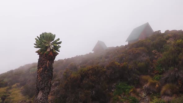 Static shot of a Giant groundsel, senecio kilimanjari and cottages ...