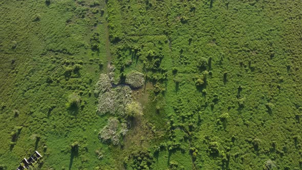 Drone view green grass land , Stock Footage | VideoHive