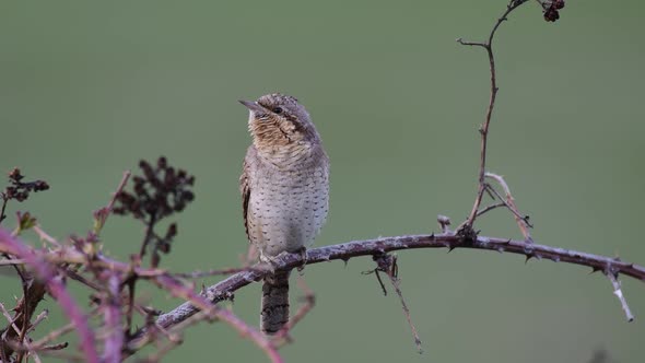 Eurasian Wryneck Jynx torquilla in the wild, Stock Footage | VideoHive