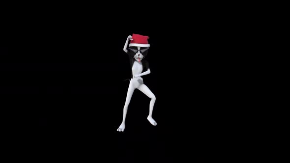 Cat Woman Dance 4, Motion Graphics | VideoHive