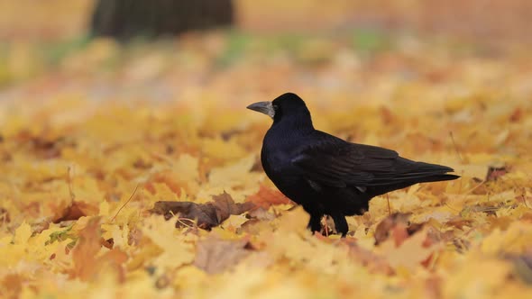 Rook in Autumn Leaves, Stock Footage | VideoHive