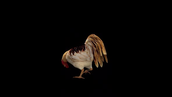 Rooster Eat Back Side View, Motion Graphics | VideoHive