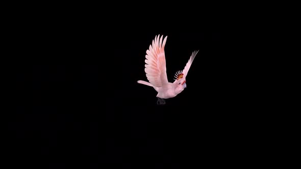 White Doves - Flock of 5 - Flying Transition by VideoMagusFX | VideoHive