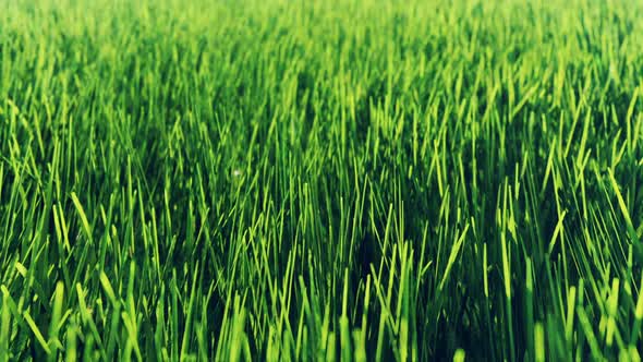 Grass, Motion Graphics | VideoHive
