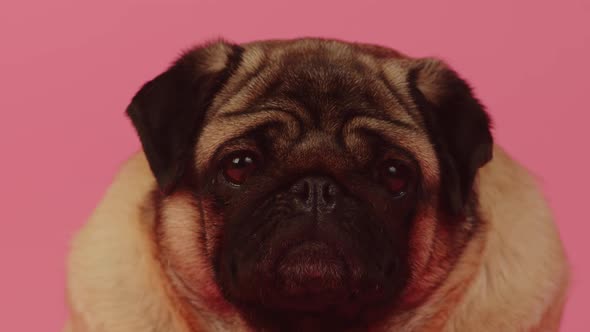 Cute Pug Sits and Licking His Lips, Stock Footage | VideoHive