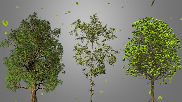 Growing Tree, Motion Graphics | VideoHive