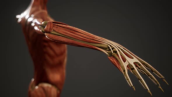 Muscular System of Human Body Animation, Motion Graphics | VideoHive