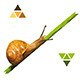 Snail Vector Triangled, Vectors | GraphicRiver