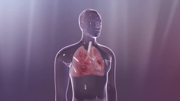 respiratory system - lung, Motion Graphics | VideoHive