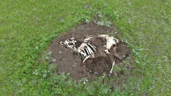 Old Dead Animal Carcass That Died Naturally in Green Meadow, Stock Footage
