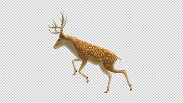Deer Run, Motion Graphics | VideoHive