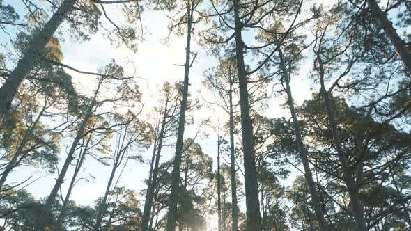 Slow Movement Through a Pine Spruce Forest in Beautiful Morning Light ...