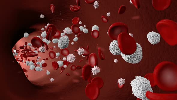 Blood Cells, Leukocytes, Platelets in Blood Vein, Motion Graphics ...