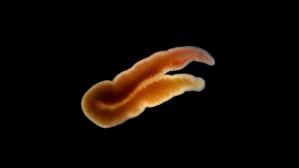 The Larva of the Starfish Asteroidea, Under the Microscope, at the ...