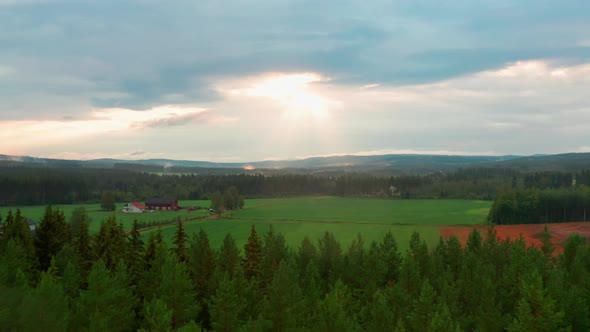 View From Above Tall Trees Grass Fields and Beautiful Sun in the ...