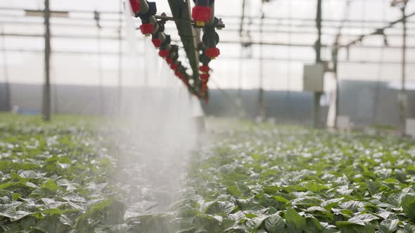 Slow motion of automatic irrigation of young plants in a large ...