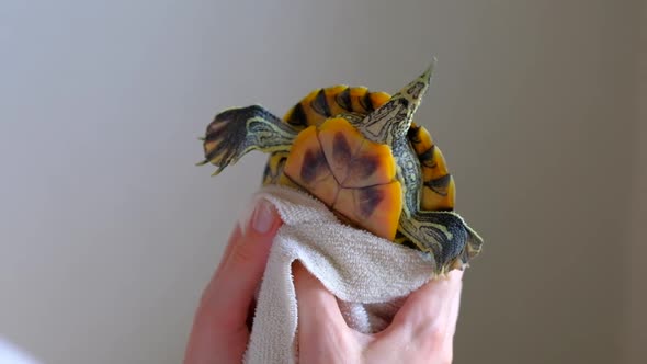 Female Hands Drying Redeared Turtle In White Towel After Washing In ...
