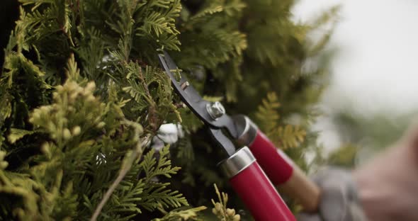 Gardener Cutting Twigs of Tree with Shears, Stock Footage | VideoHive