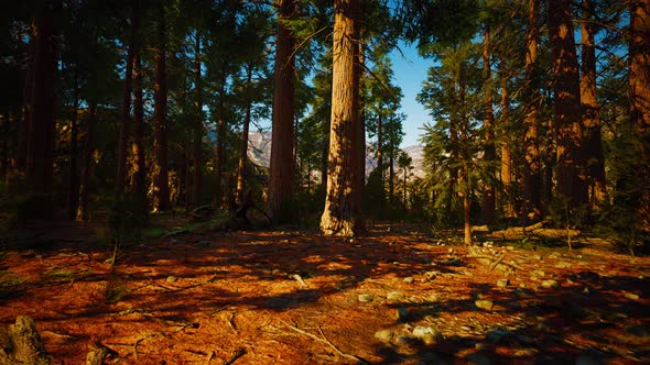 Famous Sequoia Park and Giant Sequoia Tree at Sunset, Motion Graphics