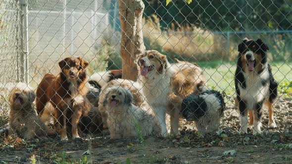 A Group of Dogs Outside the Fence. Dogs in a Shelter or an Animal ...
