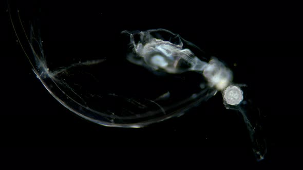 Under a Microscope, Plankton and Zooplankton, Appendicularia Belong To ...