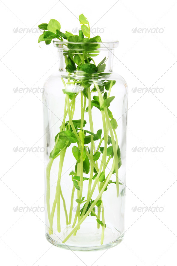 Snow Pea Sprouts Stock Photo by lightzone | PhotoDune