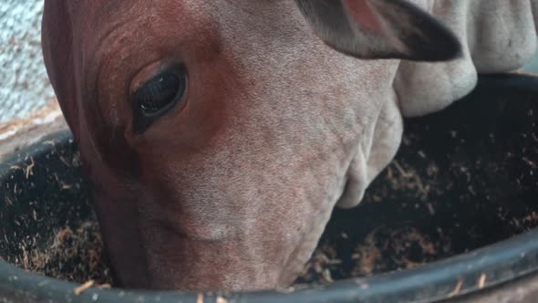 A Sahiwal Indian Native Cow Breed Eating MixedFeed In A Farm In Agra ...