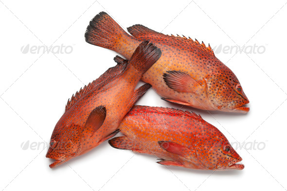 Coral Hind fishes Stock Photo by picturepartners | PhotoDune