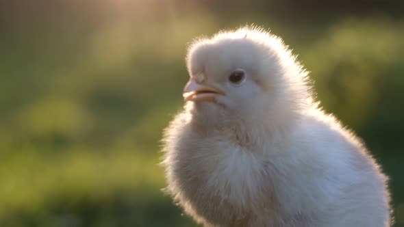 Close Up of a Little White Baby Chicken on a Green Background, Stock ...