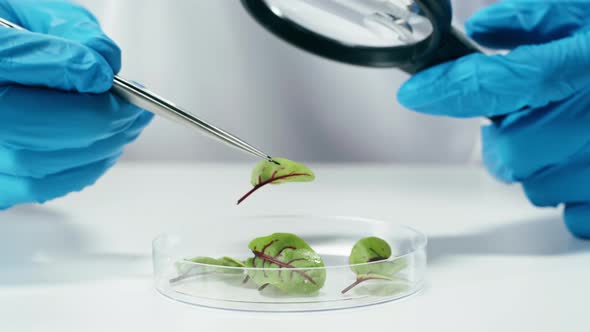 Medical Scientist Inspecting Microgreens Wearing Protective Unform ...