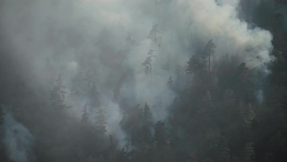 Fire in the forest. Strong fire and mist in the forest, Stock Footage