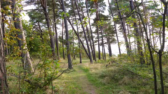 Seaside Forest, Stock Footage | VideoHive
