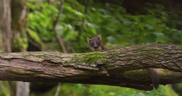 European Pine Marten Eating on Overturned Tree in the Woods, Stock Footage