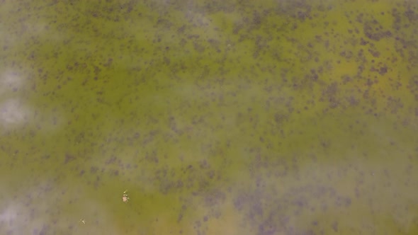 Overgrown Lake. Algae and duckweed on the surface of pond, Stock Footage