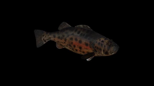Giant Sea Bass Front View, Motion Graphics | VideoHive