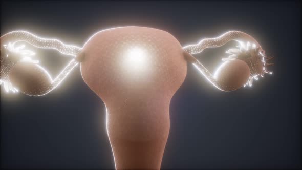 Female Reproductive System Anatomy, Motion Graphics | VideoHive