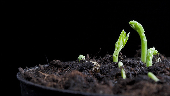 Pea Seeds Germination 1, Stock Footage | VideoHive